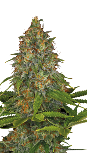 Strawberry AK Strain ® Originally Bred by Serious Seeds